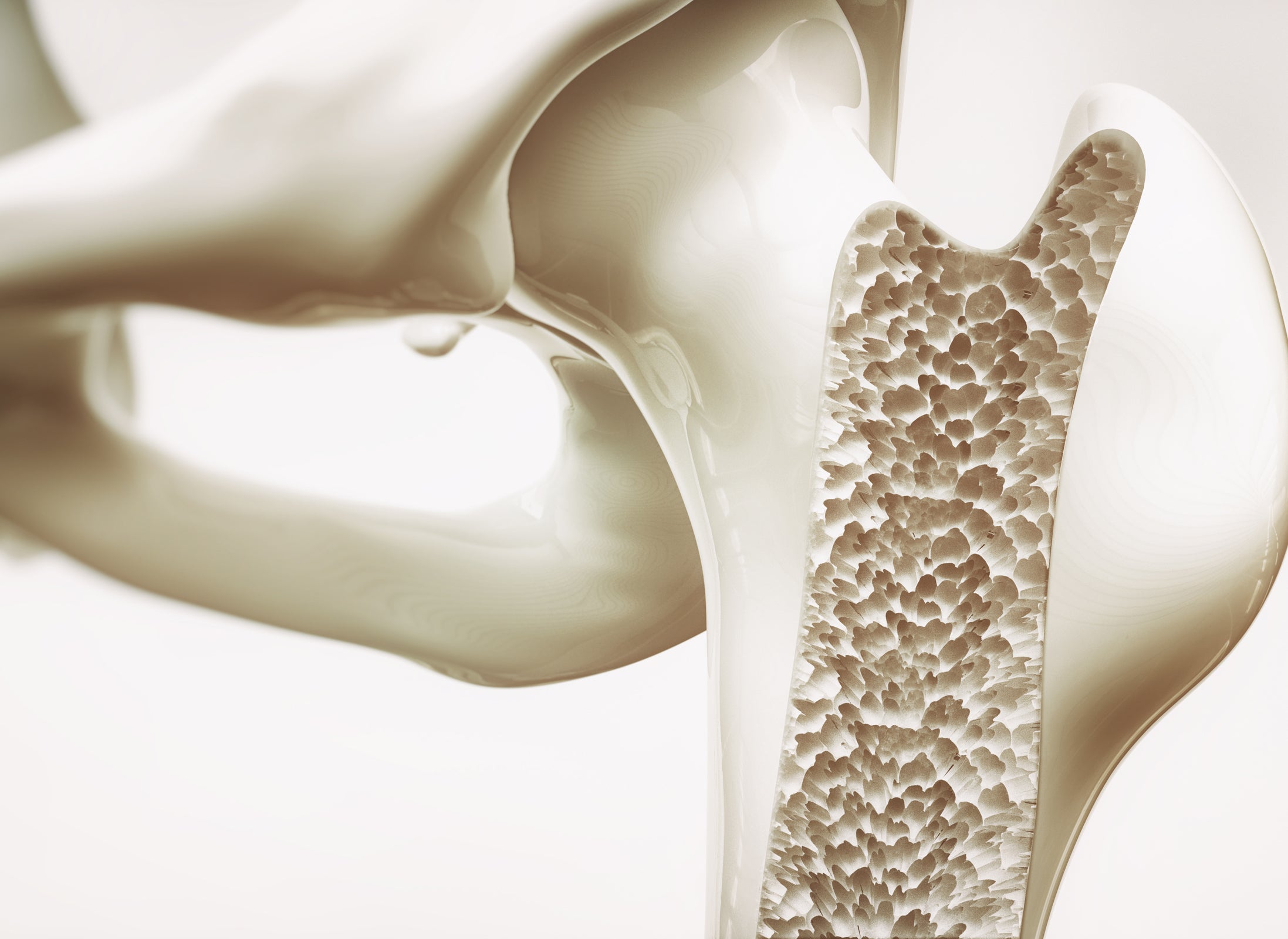 Bone Support | Bone Supplements | Evergreen Healthfoods