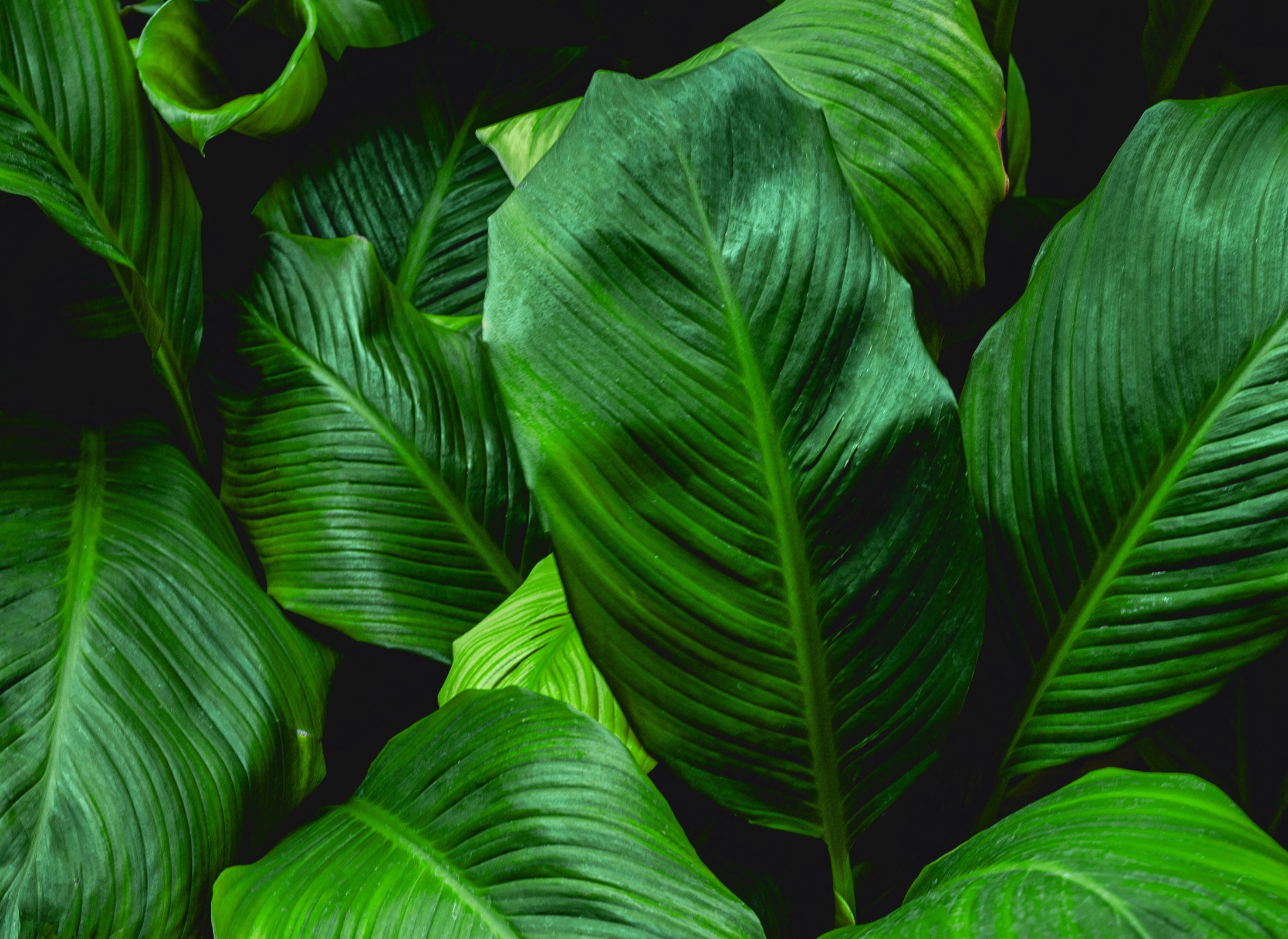 Evergreen Healthfoods | Ireland's Leading Health Stores