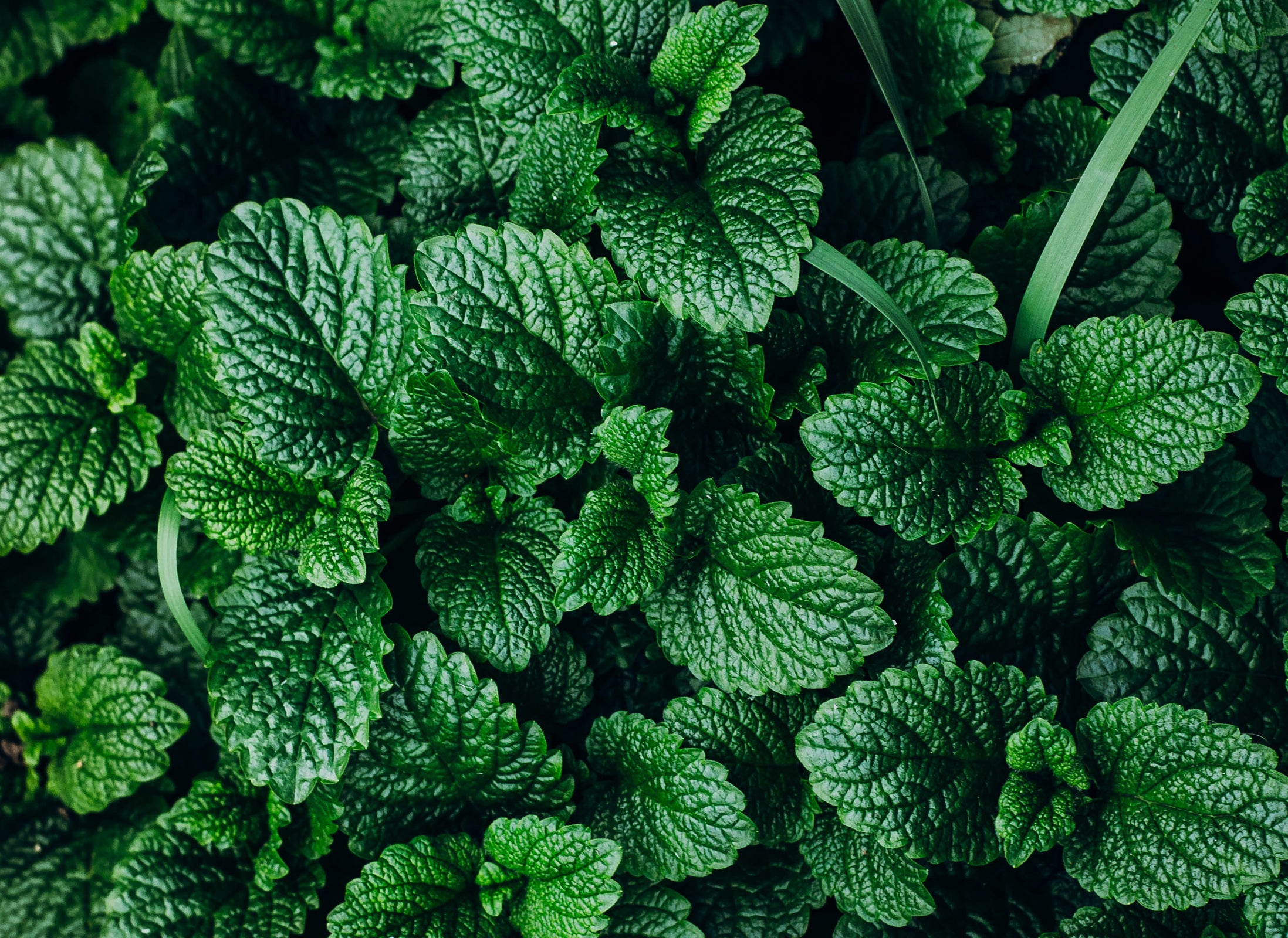 Peppermint Tea | Spearmint Tea | Evergreen Healthfoods