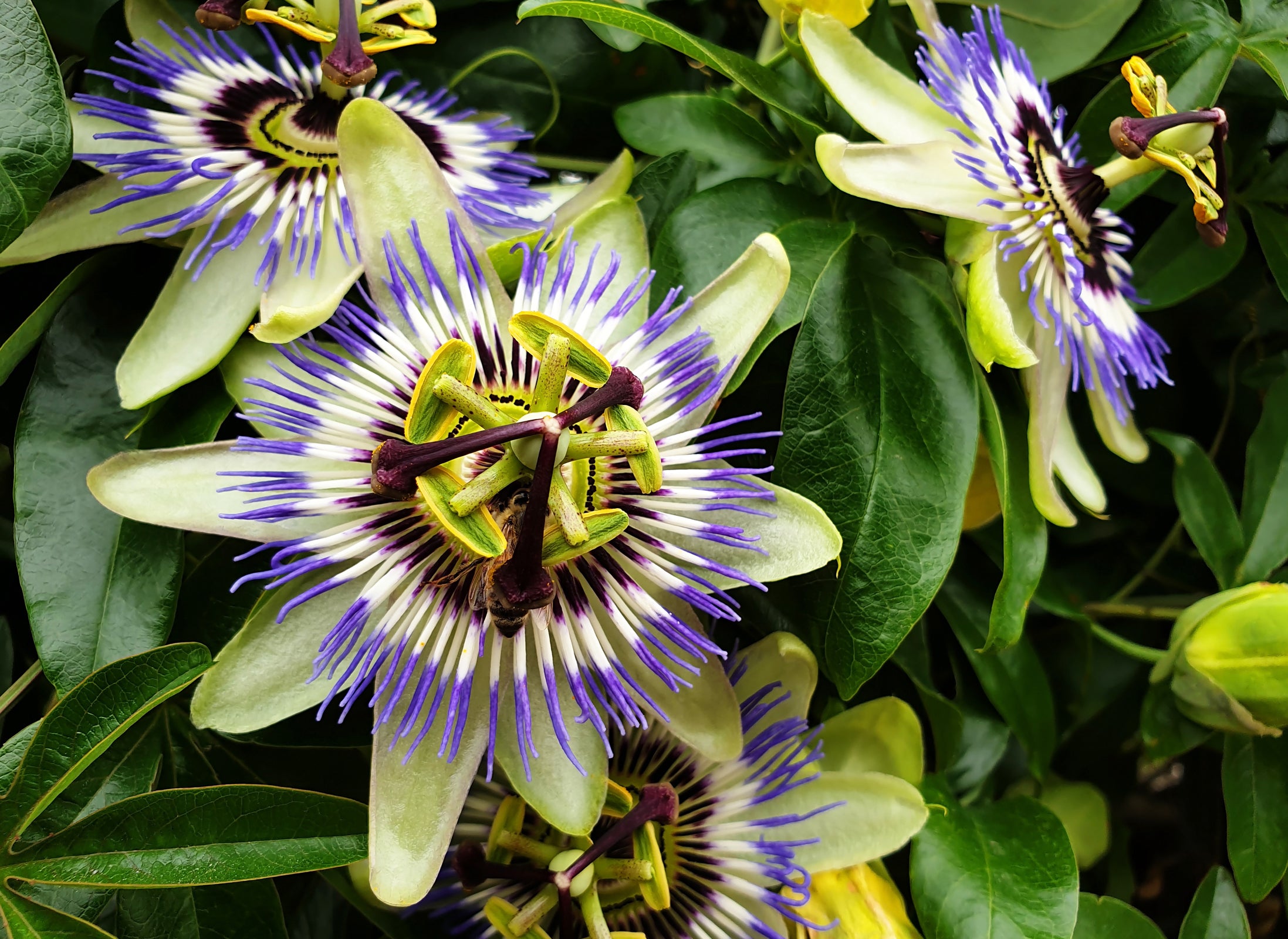 Passiflora | Herbal Sleep Support | Evergreen Healthfoods