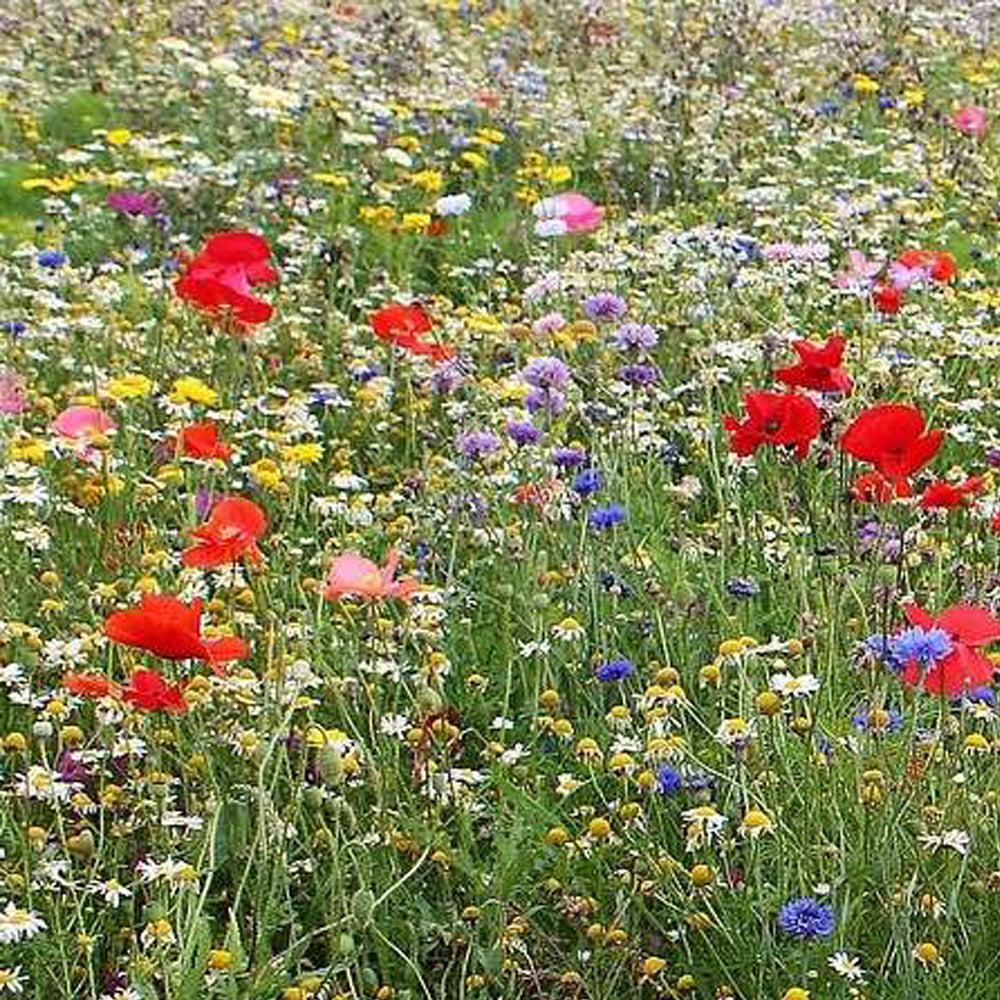Hanna's Bees Native Irish Meadow Mix | Evergreen Healthfoods